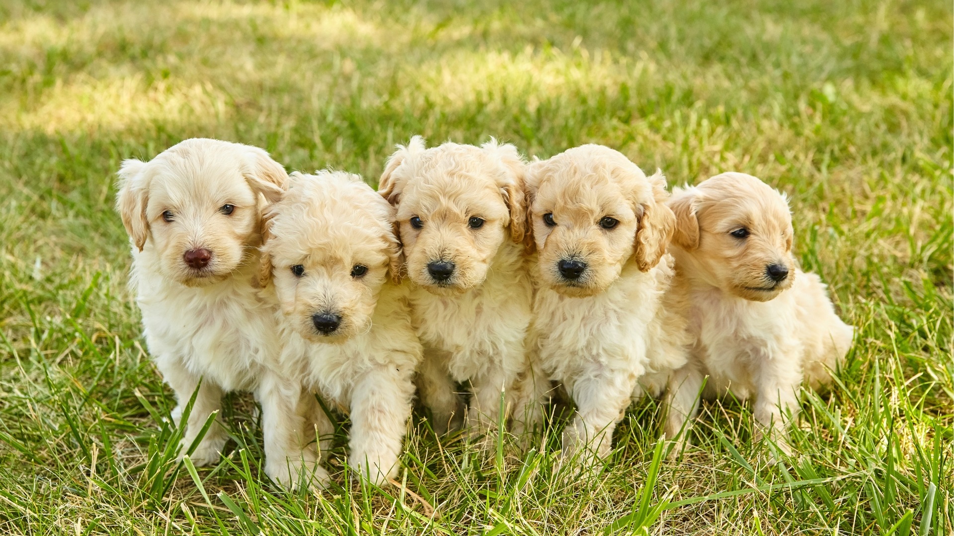 New Puppy Essentials UK | 7 Point Checklist For A Pawsome Start